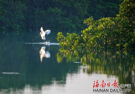 海南红树成林生态美 澎湃号政务 澎湃新闻 The Paper