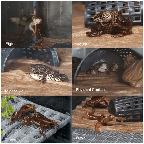 Ethogram Describing Different Types Of Aggressive Interactions Observed Download Scientific