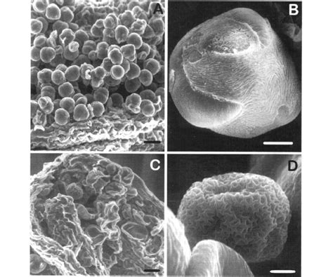 Aspect Of Mature Pollen Grain Oi Forastero Cultivar Prunus Persica