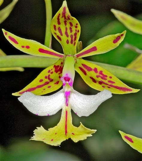 31 Different Types Of Orchids With Names Facts And Pictures Orchids