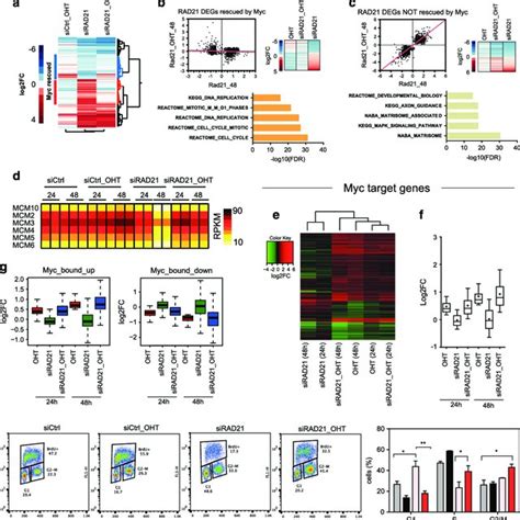 Analysis Of Ddr And Cell Cycle Distribution Upon Overexpression Of