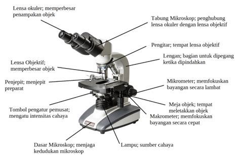 15 Bagian Bagian Mikroskop Dan Fungsinya