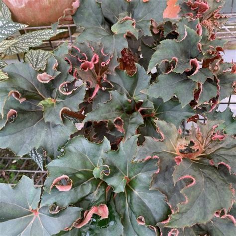 Begonia Archives Gentiana Nursery
