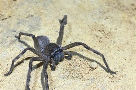 10 Types Of Huntsman Spiders That Show How Amazingly Diverse They Are