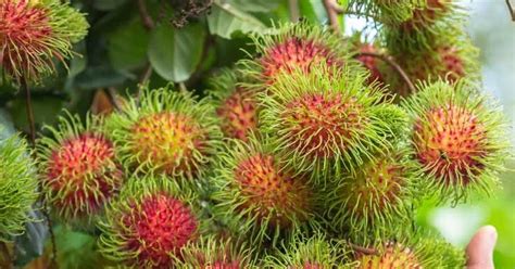 Tips Merawat Dan Memanen Rambutan Agar Berbuah Sehat Ayo Bertani