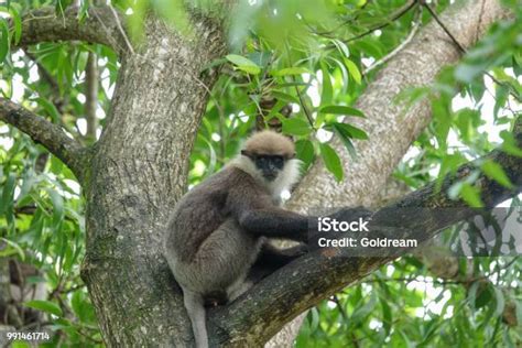 Monyet Di Pohon Di Hutan Foto Stok Unduh Gambar Sekarang Abu Abu