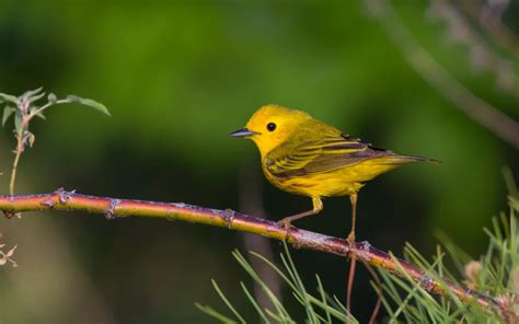 35 Birds With Yellow Bellies North America Id Photos