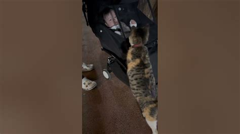 D139 고양이와 아기의 만남 이래도 되나 설날 고양이 아기 육아 육아브이로그 Youtube