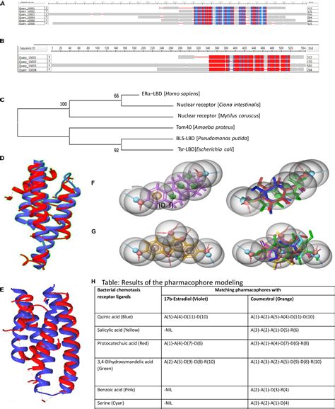 Estrogen Receptor Structure
