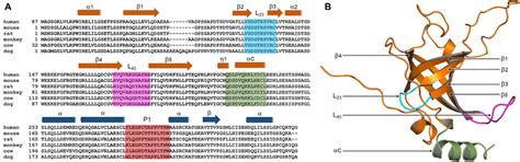 Locations Of Identified Peptides Within The Ob Fold Of Tpp1 A