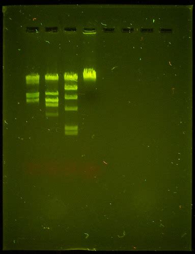 Biol 400 Lab Practical 2 Flashcards Quizlet