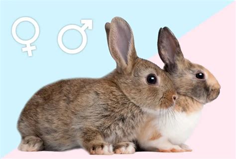 Lapin Mâle Ou Femelle Leurs Différences Caractères Odeurs Chaleurs