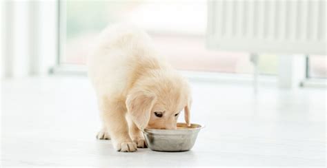 Chihuahua Pug Mix Chug Breed Info And Characteristics