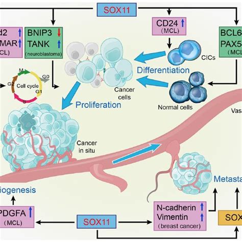 Schematic Representation Of Tumor Suppressive Roles Of Sox11 In Cancer