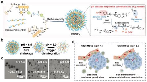 A Chemical Structure And Synthesis Of Pdnps And The Potential Download Scientific Diagram
