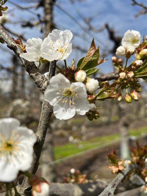 Chile Inicia Temporada De Cerezas 2023 2024