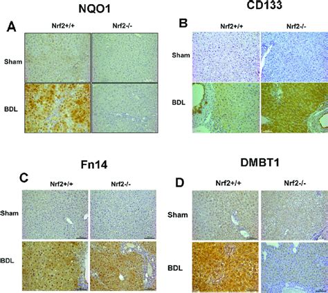 Hepatic Distribution Of A Group Of Proteins In Nrf2 And Nrf2 Mice