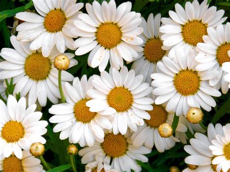 Margaritas Flowers Free Photo On Pixabay Pixabay