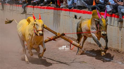पिंपरखेड १ नं फायनल ११३४ मी रामनाथशेठ विष्णु वारिंगे ब्रिजेशशेठ