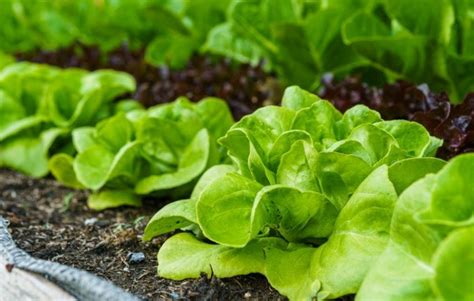 Easiest Vegetables To Grow Food Storage Moms