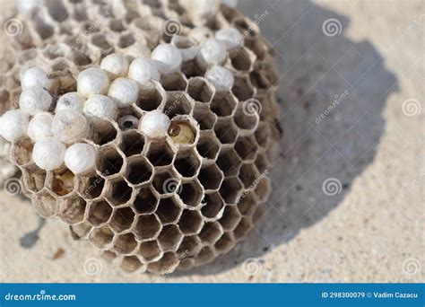 Wasp Nest With Larvae Inside In The Sun Stock Image Image Of Crazy