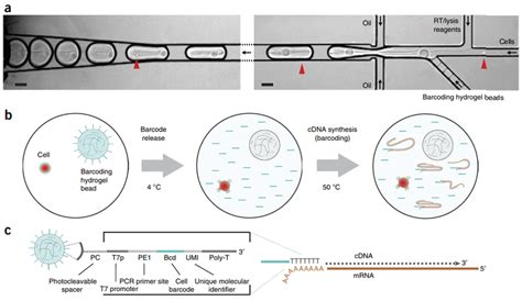 10 Barcoding In Single Cells For Sequencing Example Of The Process