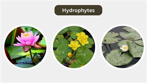 Xerophytes And Hydrophytes Xerophytes And Hydrophytes