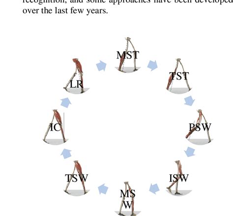 Eight Phases Of The Human Gait Cycle Download Scientific Diagram