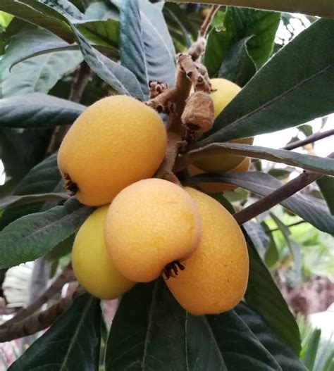 Eriobotrya Japonica Loquat Tree Thepalmtreecompany