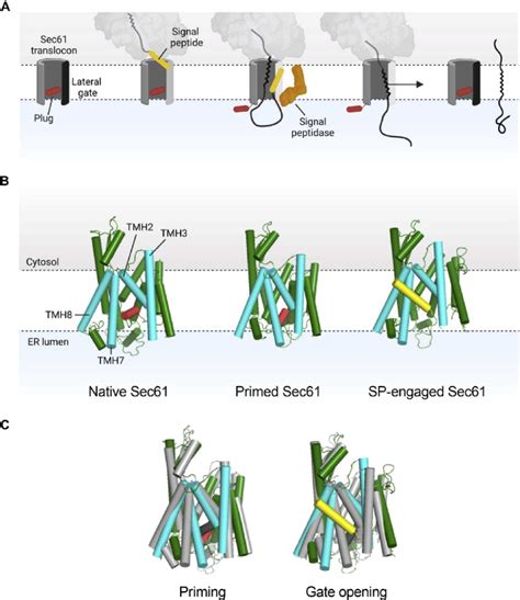 Cotranslational Translocation Across The Er Membrane A Molecular