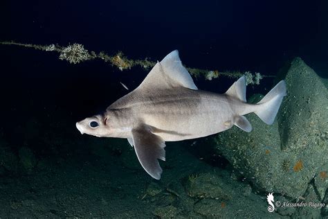 Consider The Angular Roughshark