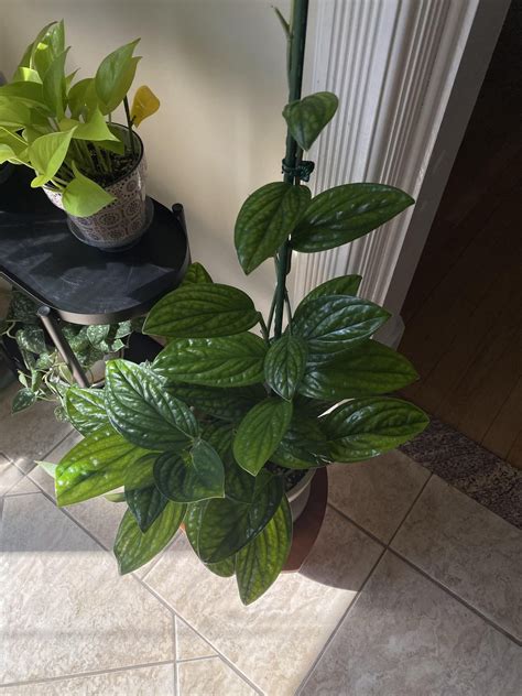 Shes Just So Beautiful Rmonstera