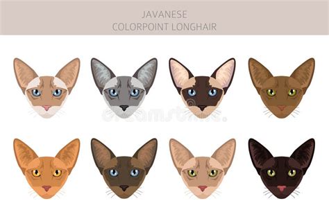 Javanese Cat Clipart Colorpoint Longhair Cats All Coat Colors Set