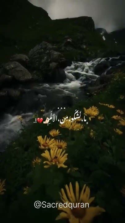 Quran Tilawat Surah Tilawatquran Quranrecitation Youtube