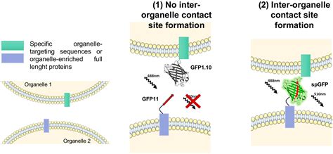 Get Closer To The World Of Contact Sites A Beginners Guide To