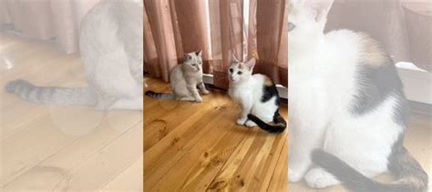 Кошка купить в Котласе Животные и зоотовары Авито