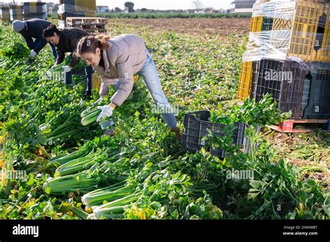 Woman Picking Fresh Celery With Co Workers On Vegetable Field Stock