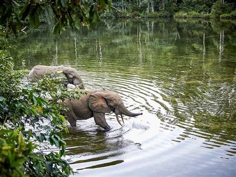 Preferred By Nature On Linkedin 🐘 🌳 Nestled Deep Within The Dense