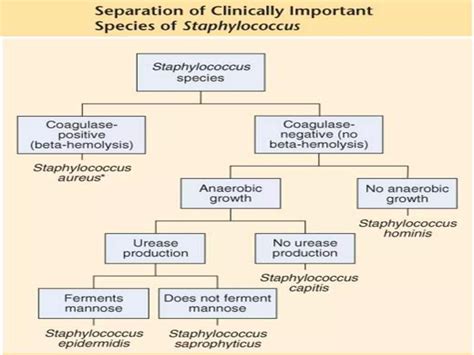 Staphylococci Pptx