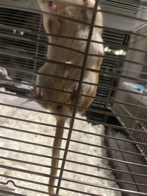 Gerbil Sex Temporary Cage Rgerbil
