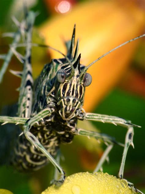 Lichen Katydid Markia Hystrix Artofit