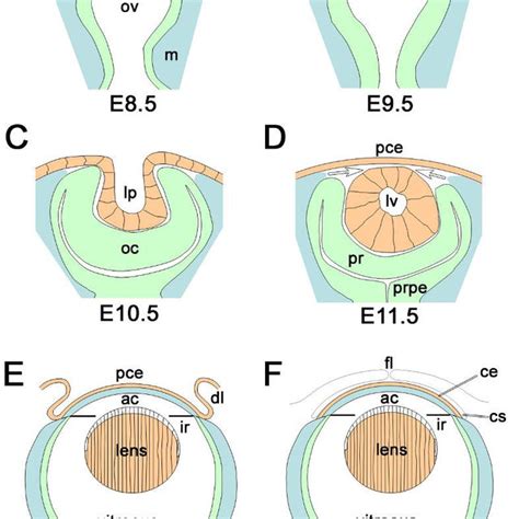 5 Structure Of The Cornea And Corneal Epithelium A H And E Staining