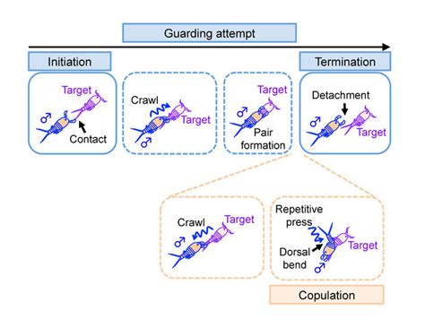 Definition Of Events Examined In The Manual Analysis Illustrations Of