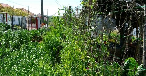 A Horta Do JoÃo Ervilhas De Quebrar