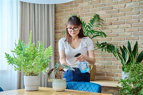 Plantele care purifica aerul din interior o oaza de verdeața acasă