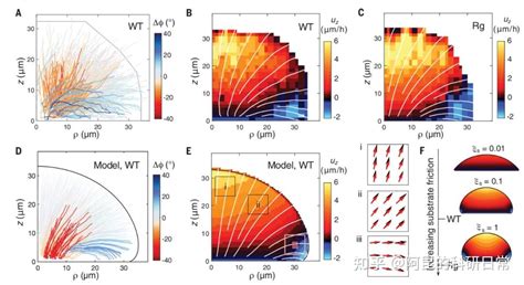 超1000张！《science》高质量论文插图集下载 知乎