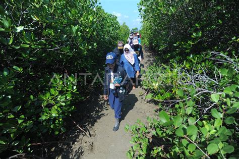 OISCA MONITORING HUTAN MANGROVE ANTARA Foto