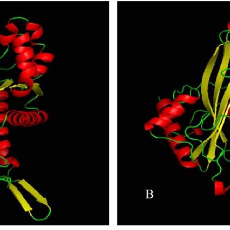 Predicted Models Of Hac1 Protein By A Phyre2and B Swiss Model