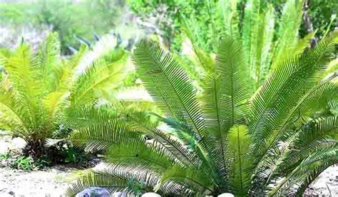 Conserva Uanl Flora Regional En Jardines Etnobiológicos Facultad De