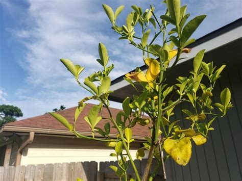 Can Someone Help Me Figure Out Whats Wrong Rgardening